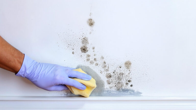 Why Mold Comes Back After Cleaning (and How To Stop It)